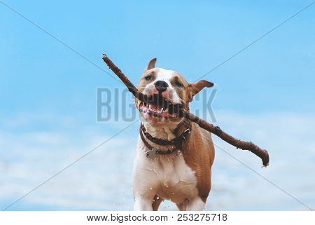 Young Dog Breed Image & Photo (Free Trial) | Bigstock