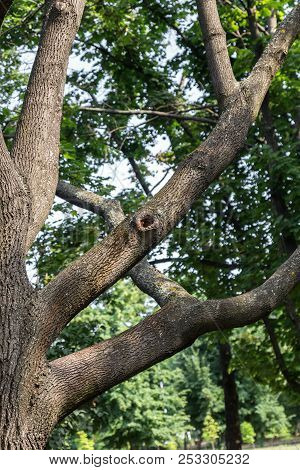 Old Large Tree Branch Image & Photo (Free Trial) | Bigstock