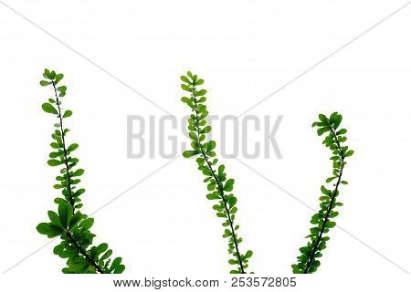 Mexican Calabash Plant Image & Photo (Free Trial) | Bigstock