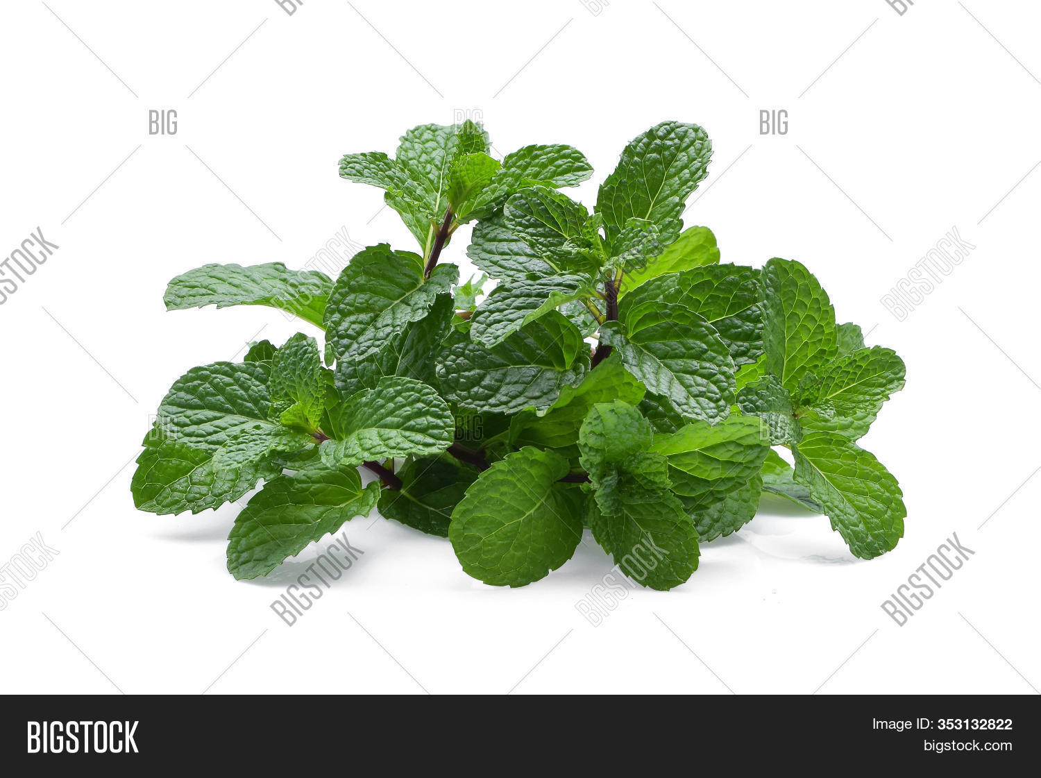 Fresh Peppermint Image & Photo (Free Trial) | Bigstock