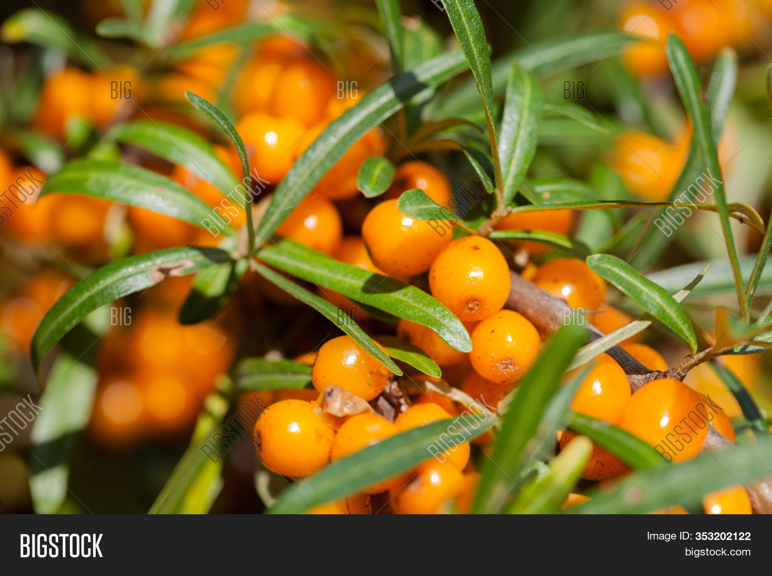 Hippophae Rhamnoides. Image & Photo (Free Trial) | Bigstock