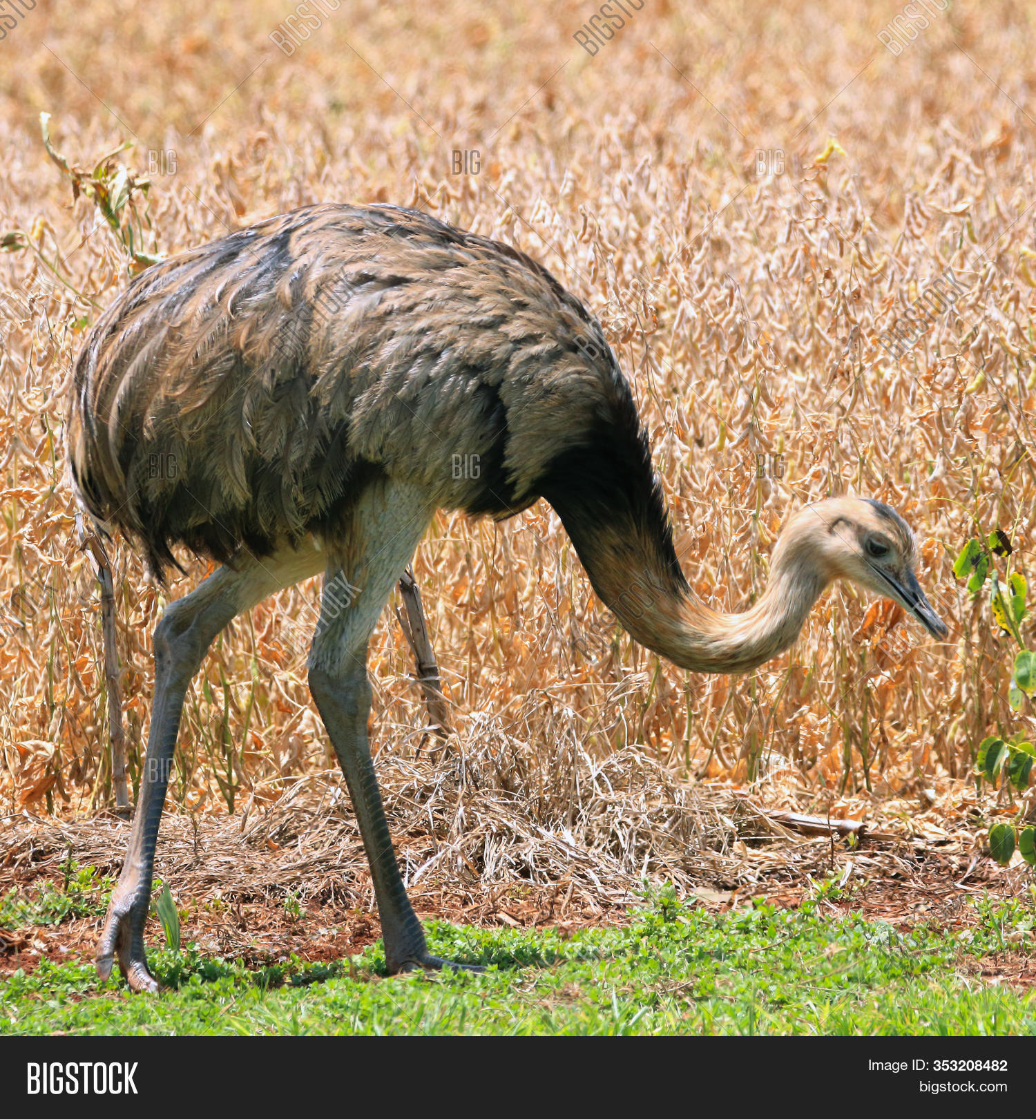 Free Male Emu Nature Image & Photo (Free Trial) | Bigstock