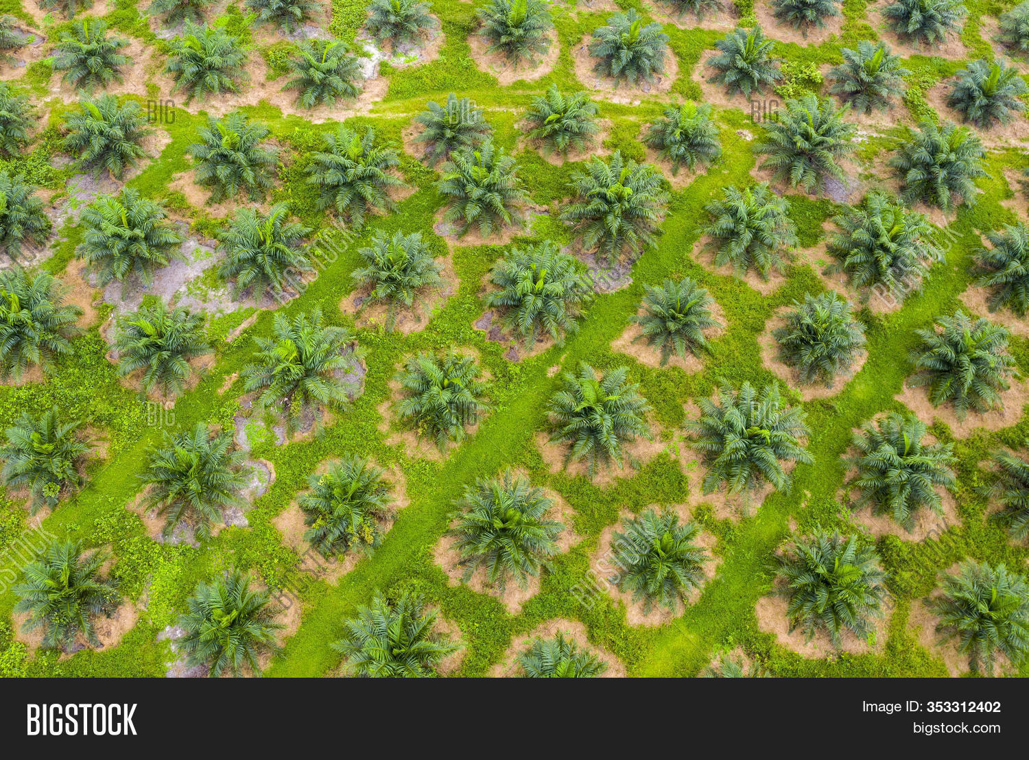 Aerial View Oil Palm Image & Photo (Free Trial) | Bigstock
