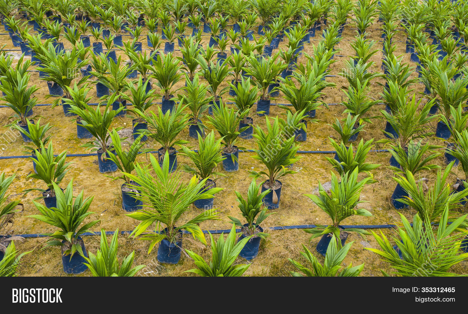 Aerial View Oil Palm Image & Photo (Free Trial) | Bigstock