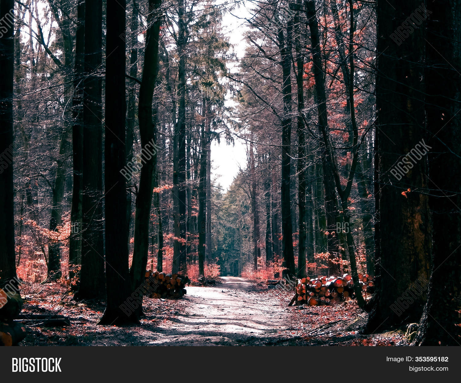 Springtime, Forest Image & Photo (Free Trial) | Bigstock