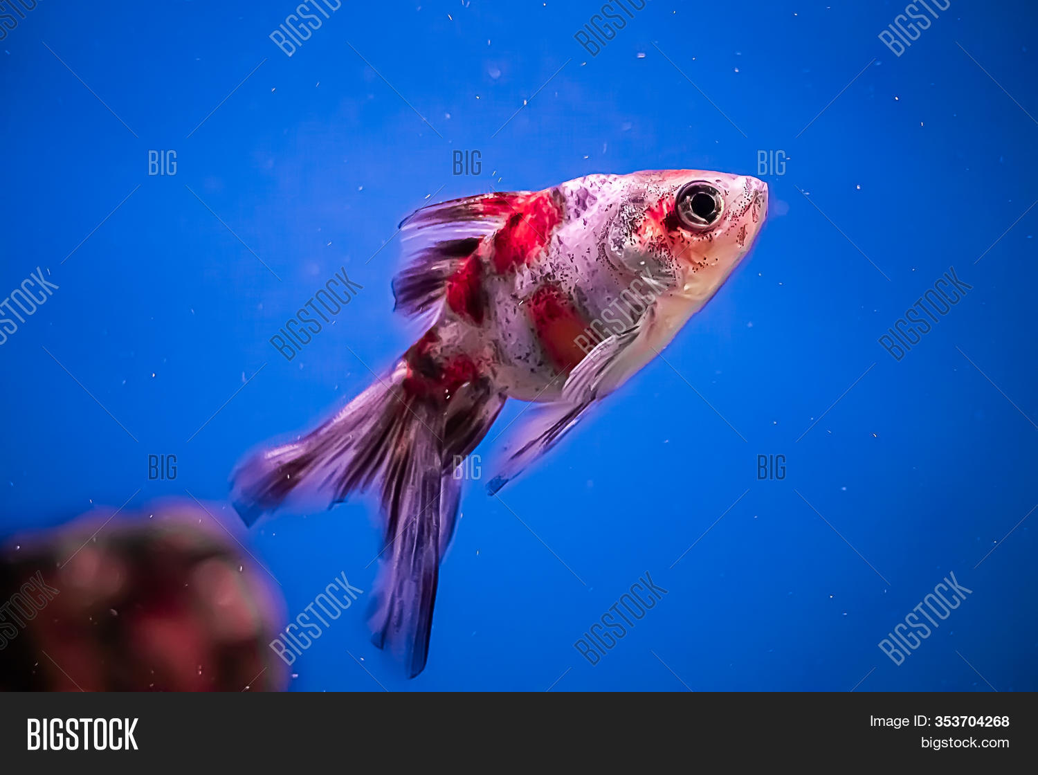 Bright Red Aquarium Image & Photo (Free Trial) | Bigstock