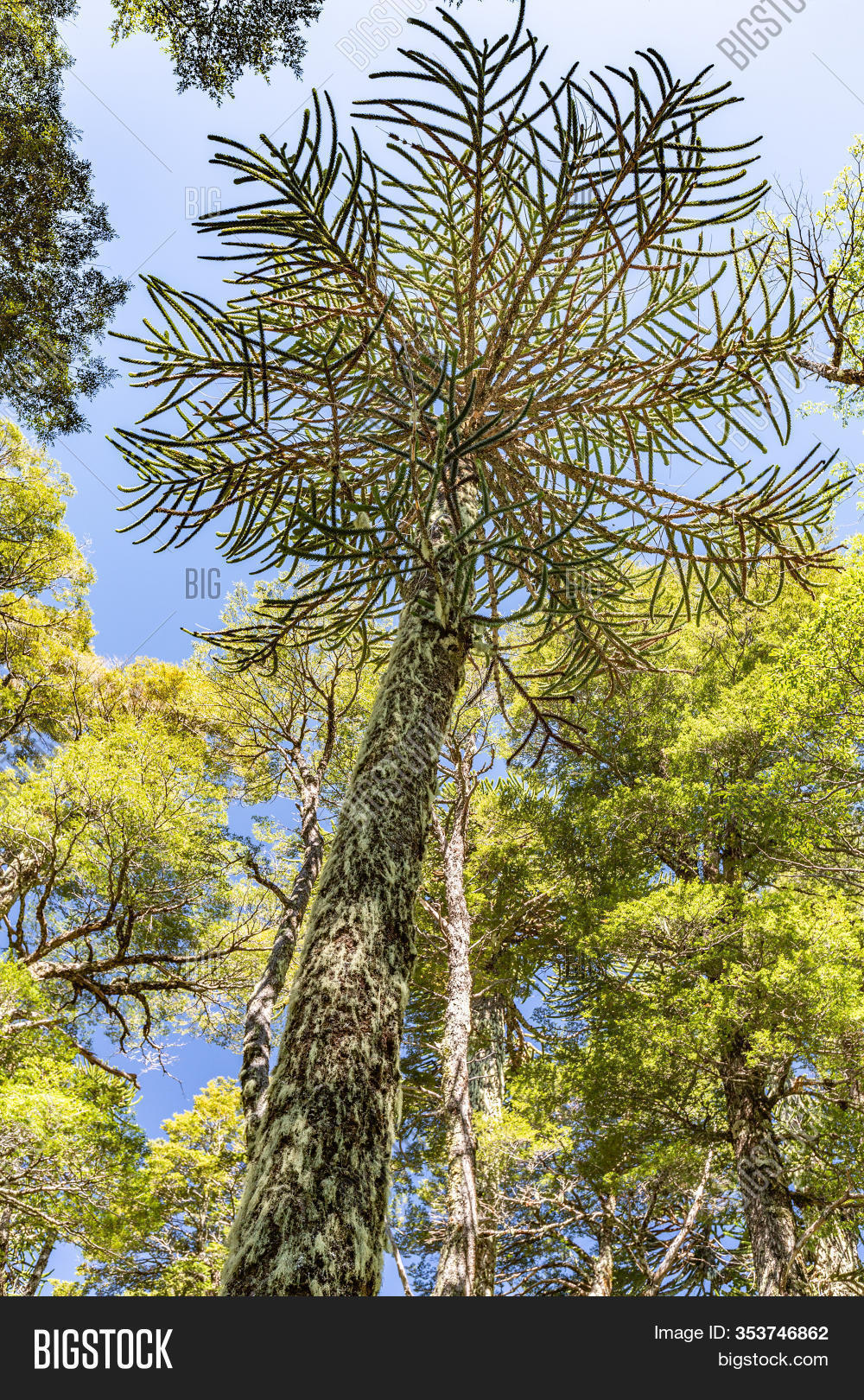 Araukárie (araucaria Image & Photo (Free Trial) | Bigstock