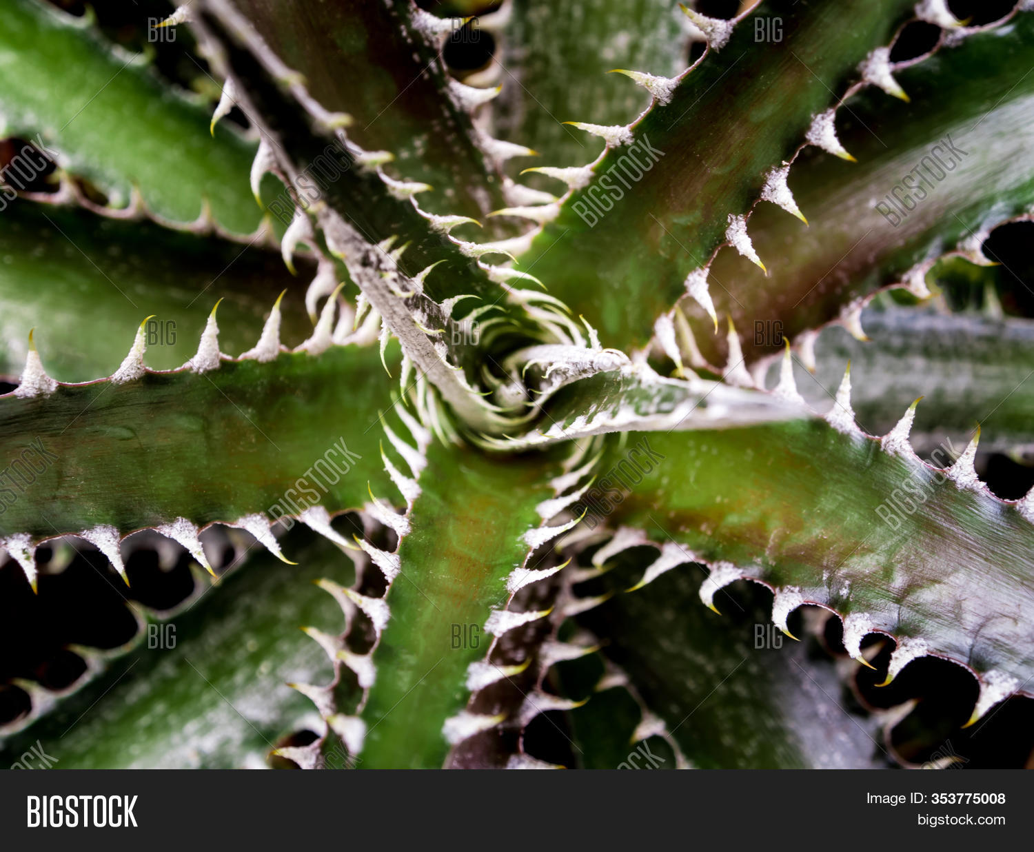 Detail Texture Thorns Image & Photo (Free Trial) | Bigstock