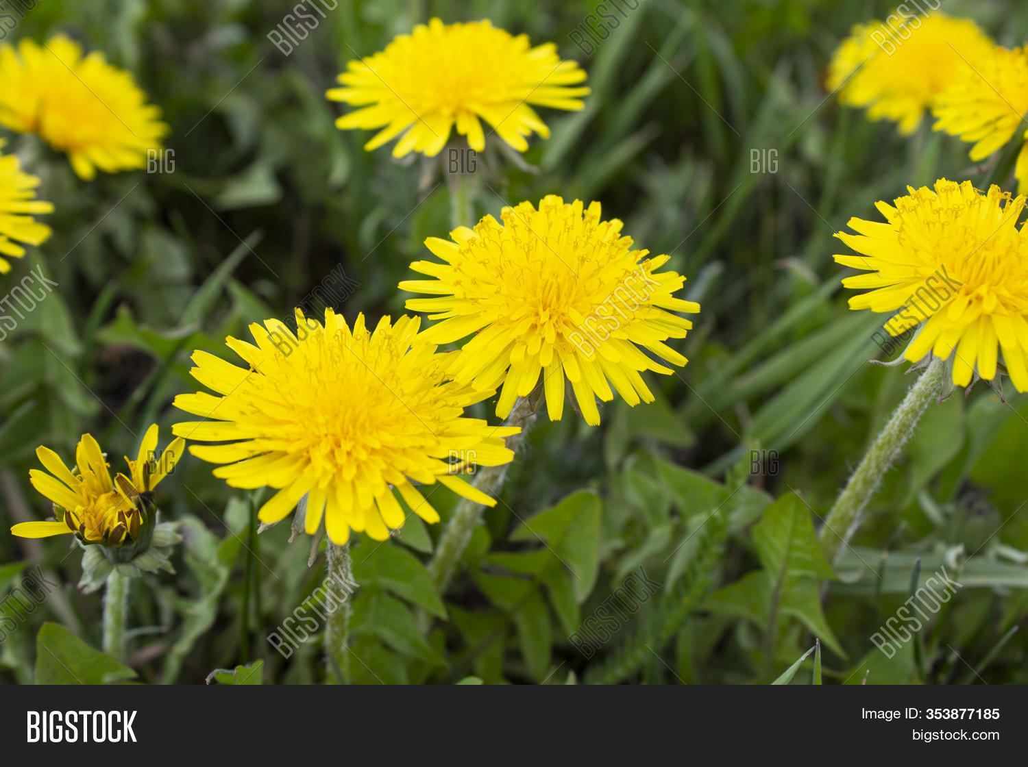 Yellow Daisy Flower. Image & Photo (Free Trial) | Bigstock