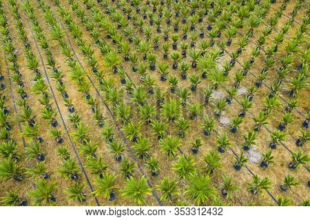 Aerial View Oil Palm Image & Photo (Free Trial) | Bigstock