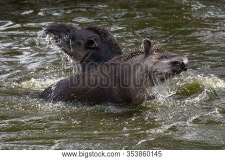 Tapir Images, Illustrations & Vectors (Free) - Bigstock