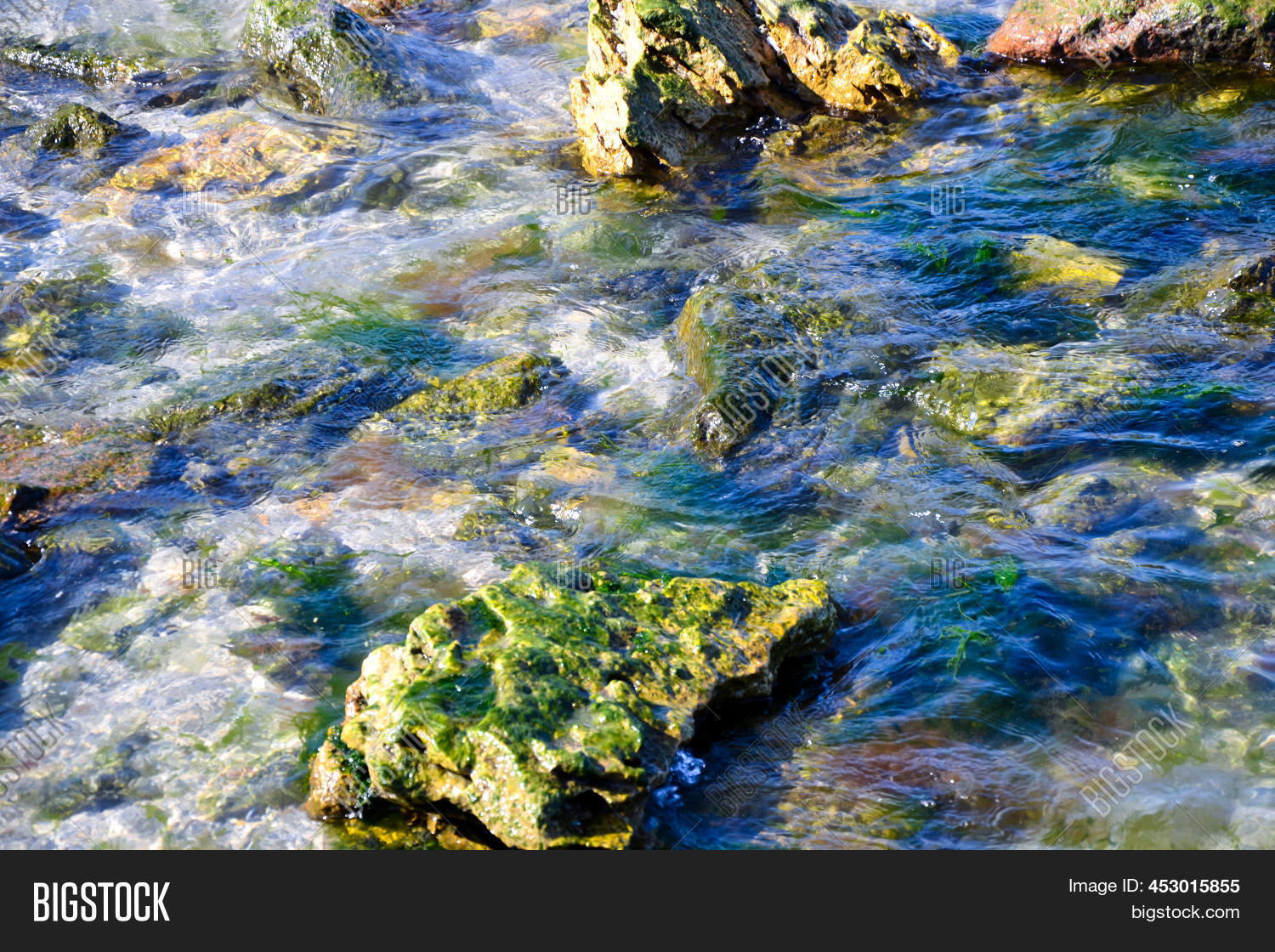 Seaweed On Beach. Image & Photo (Free Trial) | Bigstock