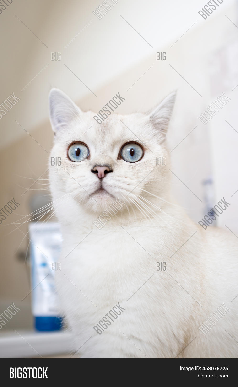 Stunned Cat Shocked Image & Photo (Free Trial) | Bigstock