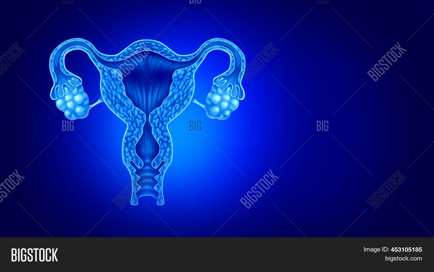 Uterus Ovaries Anatomy Image & Photo (Free Trial) | Bigstock