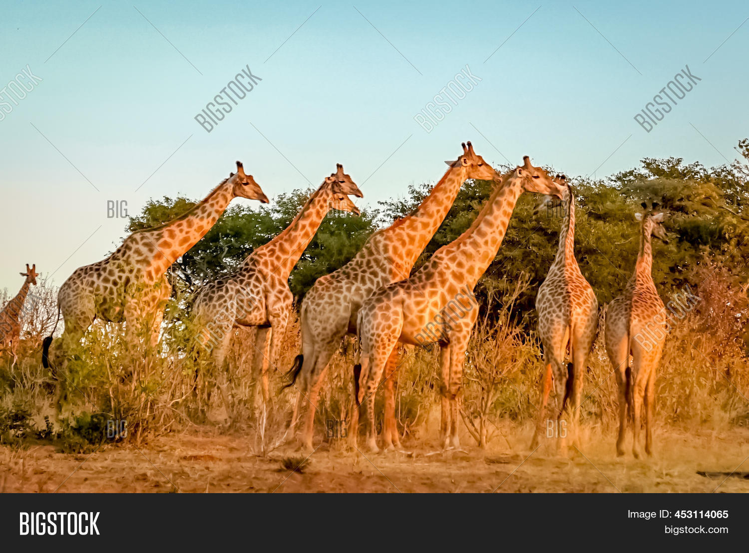 Tower Giraffes Group Image & Photo (Free Trial) | Bigstock
