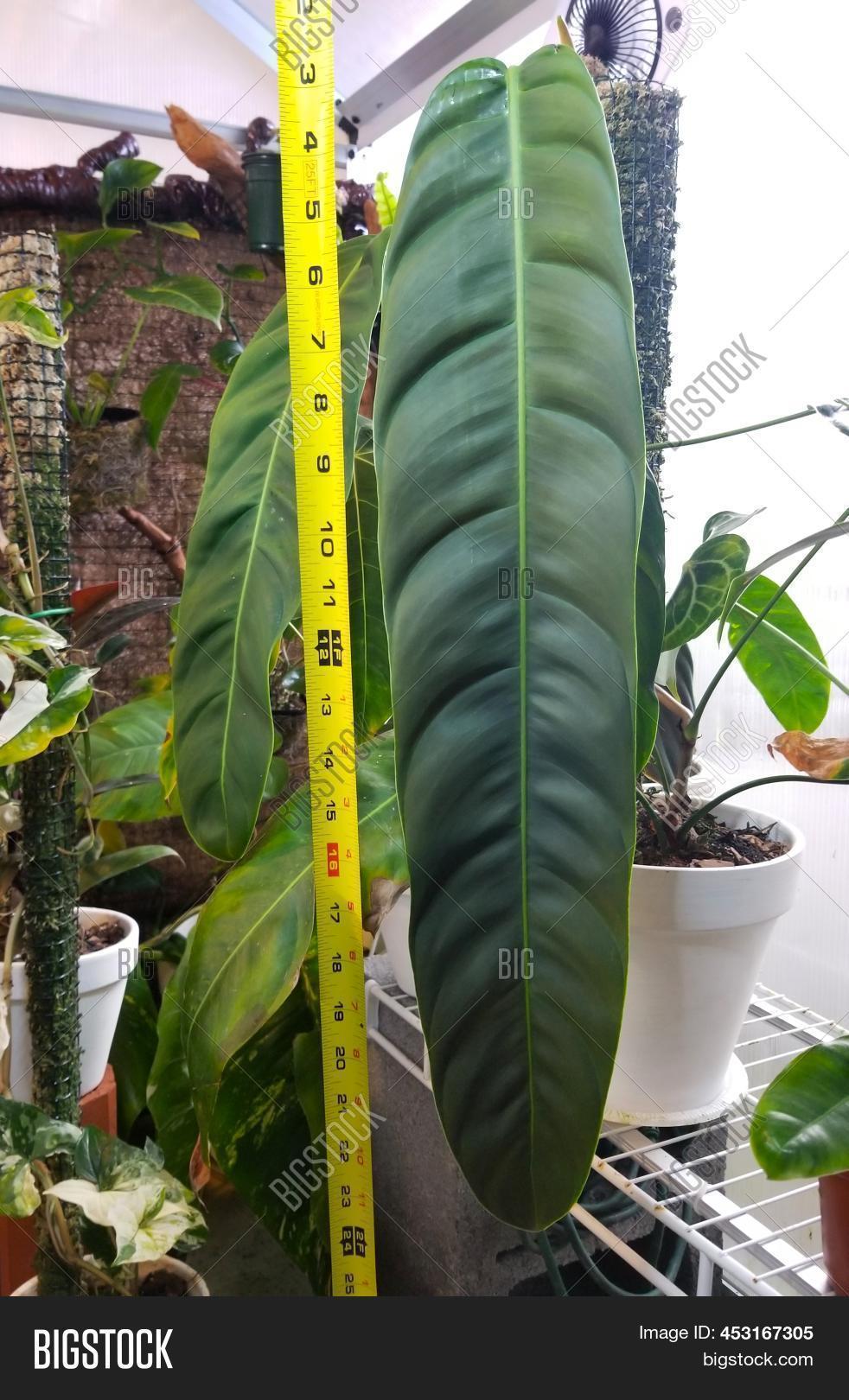 Long Leaf Philodendron Image & Photo (Free Trial) | Bigstock