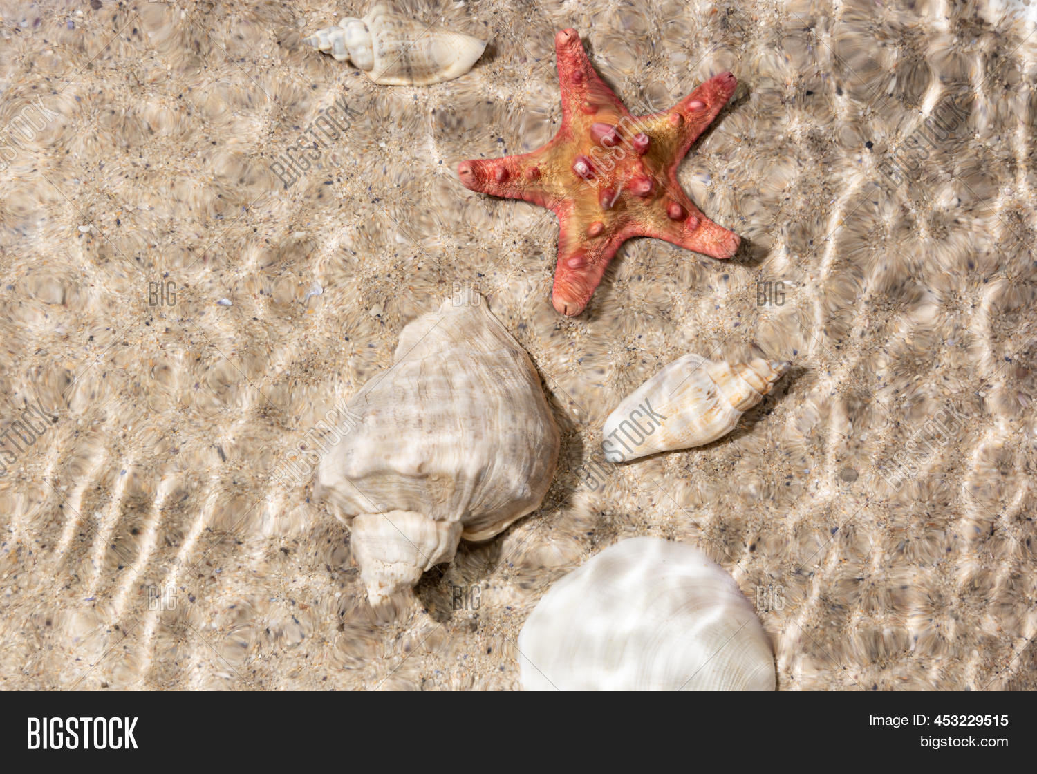 Starfish, Rapani Image & Photo (Free Trial) | Bigstock