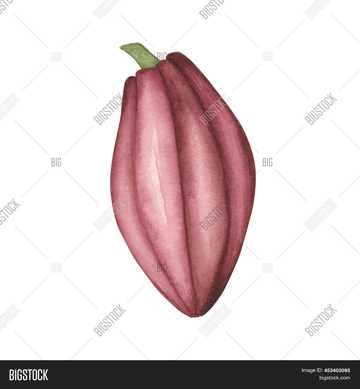 Pink Cocoa Pod Ruby Image & Photo (Free Trial) | Bigstock