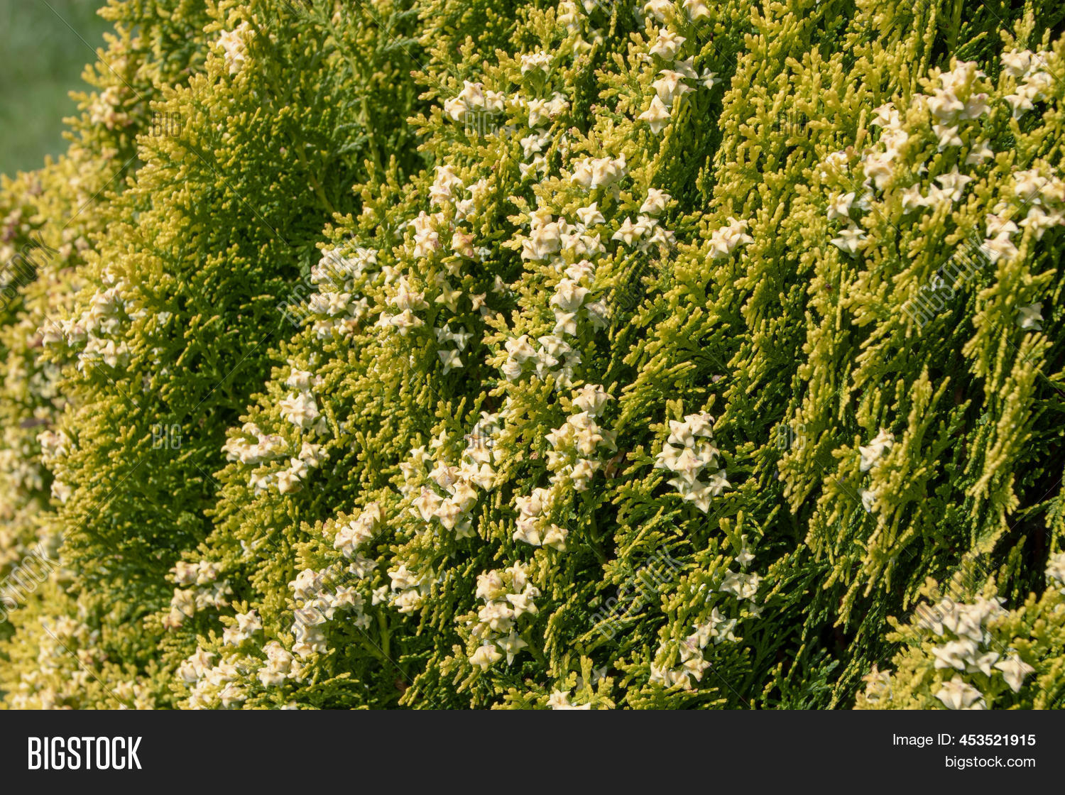 Platycladus Orientalis Image & Photo (Free Trial) | Bigstock