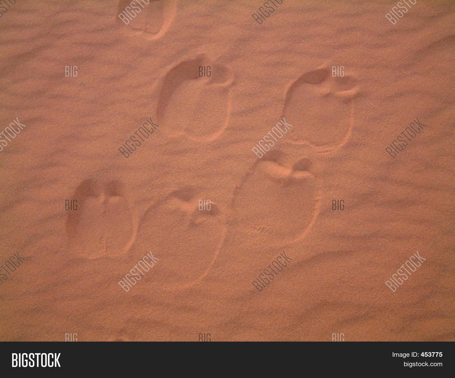 Camel Footprints, Wadi Image & Photo (Free Trial) | Bigstock
