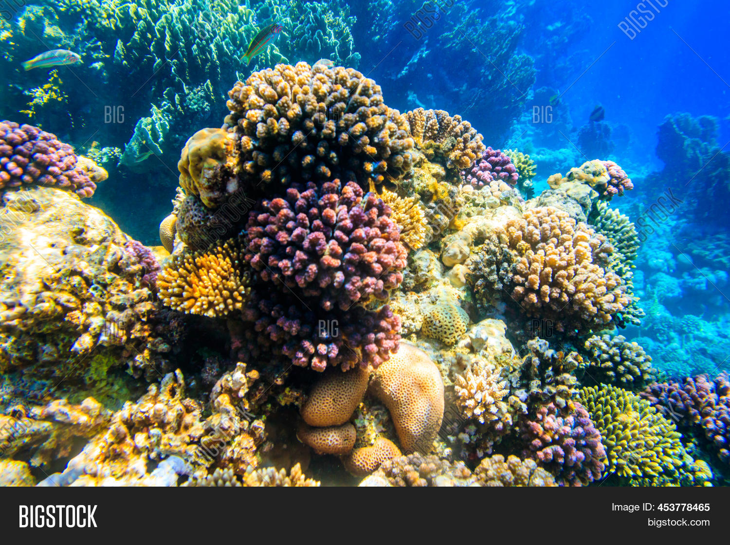Coral Reef Red Sea Ras Image & Photo (Free Trial) | Bigstock