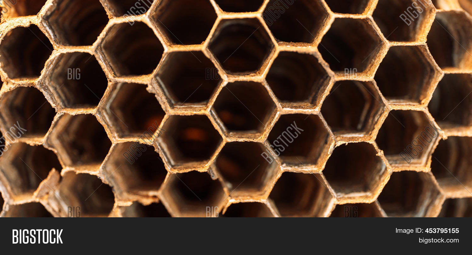 Hornet Hive Empty Image & Photo (Free Trial) | Bigstock