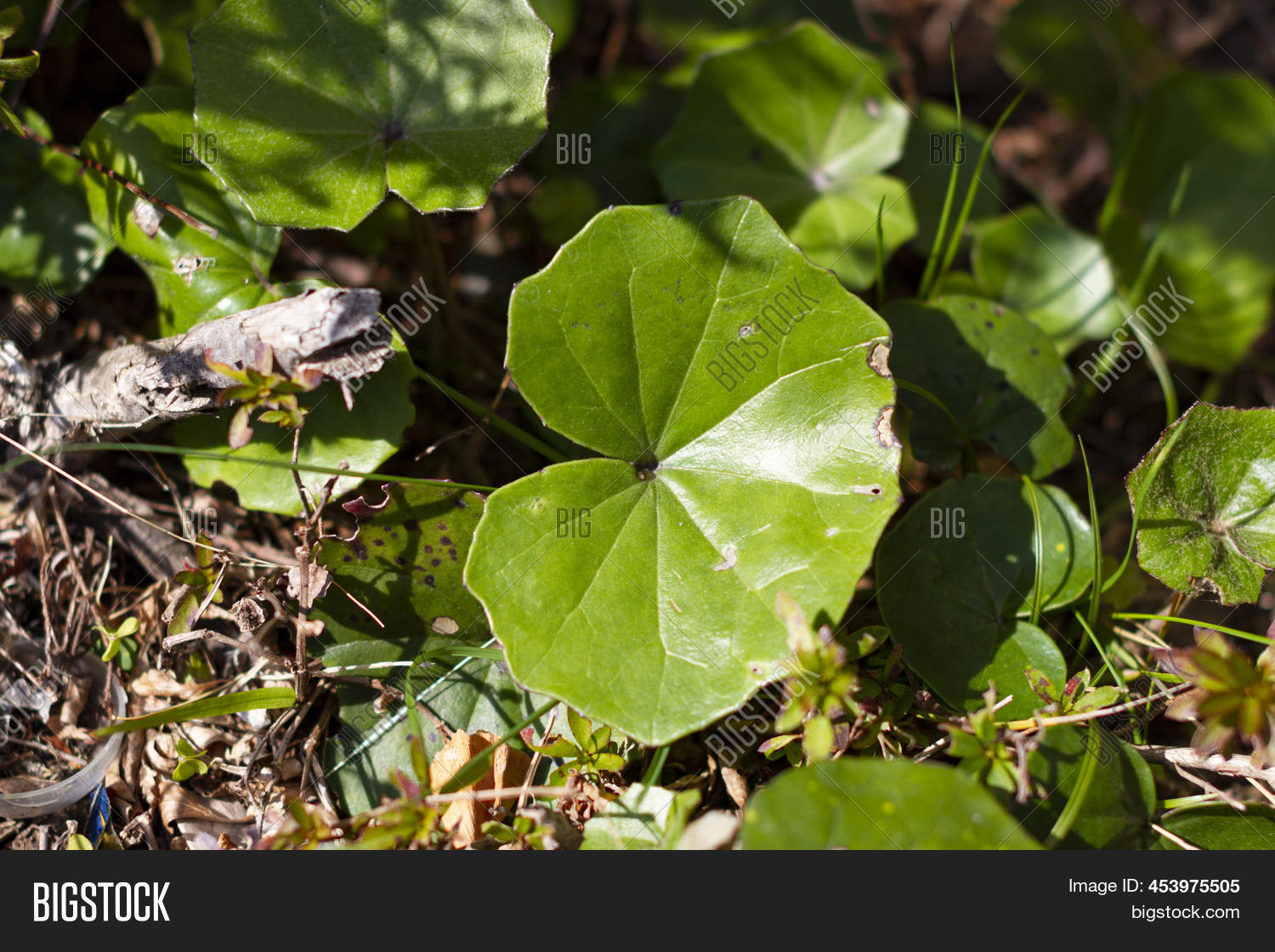 Farfugium Japonicum Image & Photo (Free Trial) | Bigstock