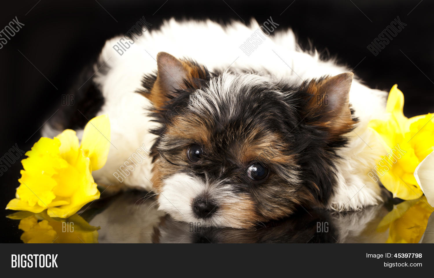 Beaver Yorkshire Image & Photo (Free Trial) | Bigstock