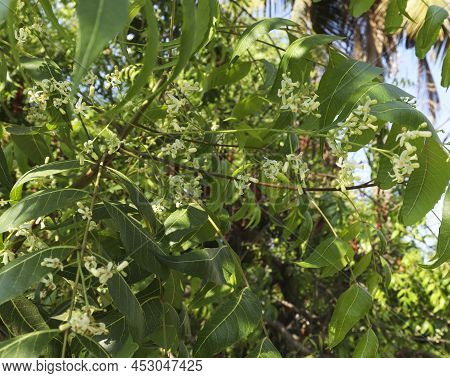 Neem Images, Illustrations & Vectors (Free) - Bigstock