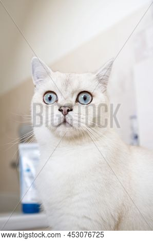 Stunned Cat Shocked Image & Photo (Free Trial) | Bigstock