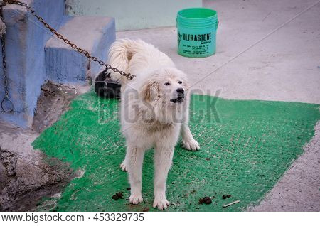 White Dog Chained . Image & Photo (Free Trial) | Bigstock
