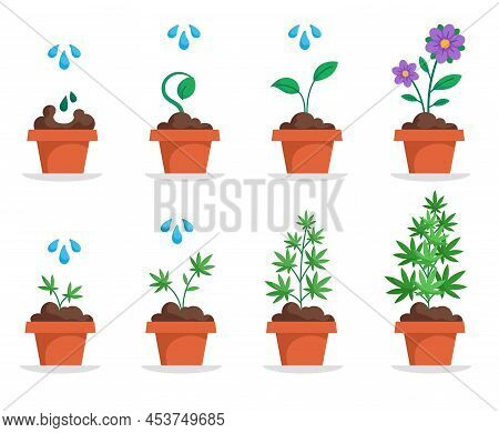 Growth Stages Hemp Vector & Photo (Free Trial) | Bigstock