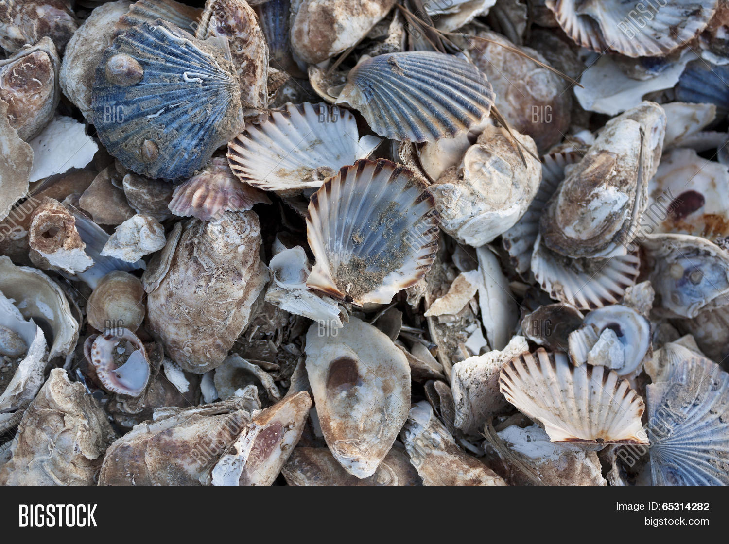 Pile Colorful Shells Image & Photo (Free Trial) | Bigstock