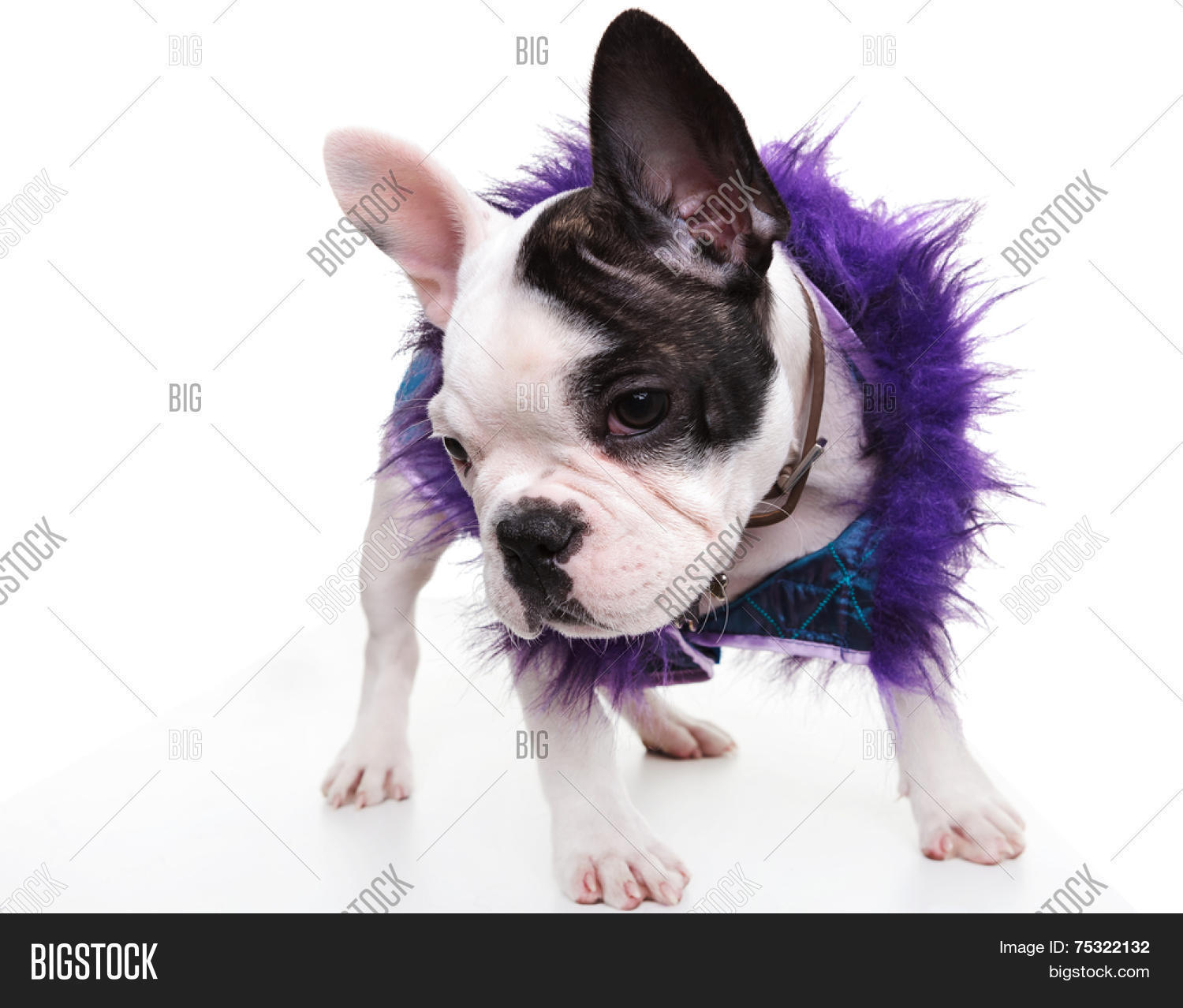 Sad Little French Image & Photo (Free Trial) | Bigstock