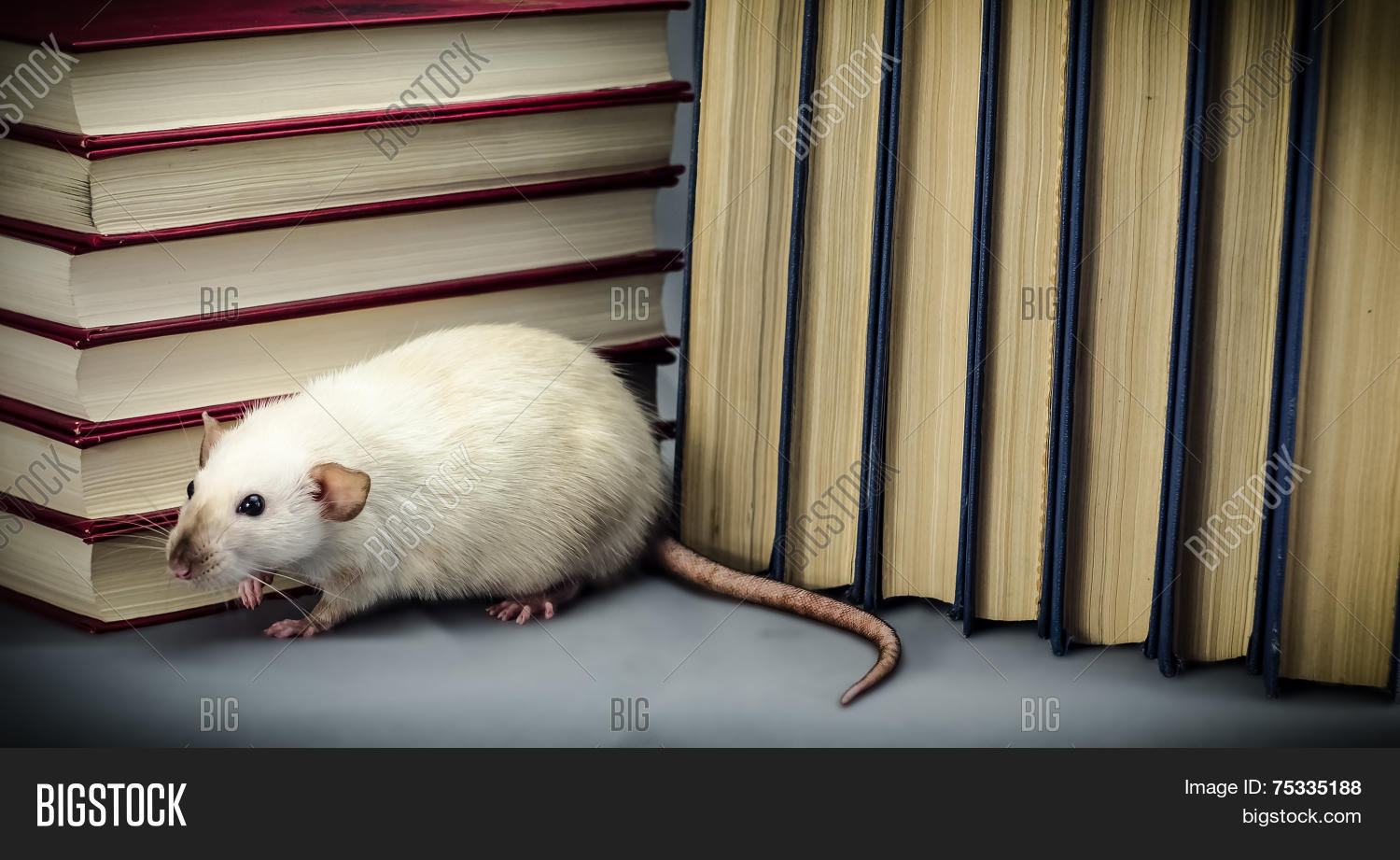 Rat Books Image & Photo (Free Trial) | Bigstock