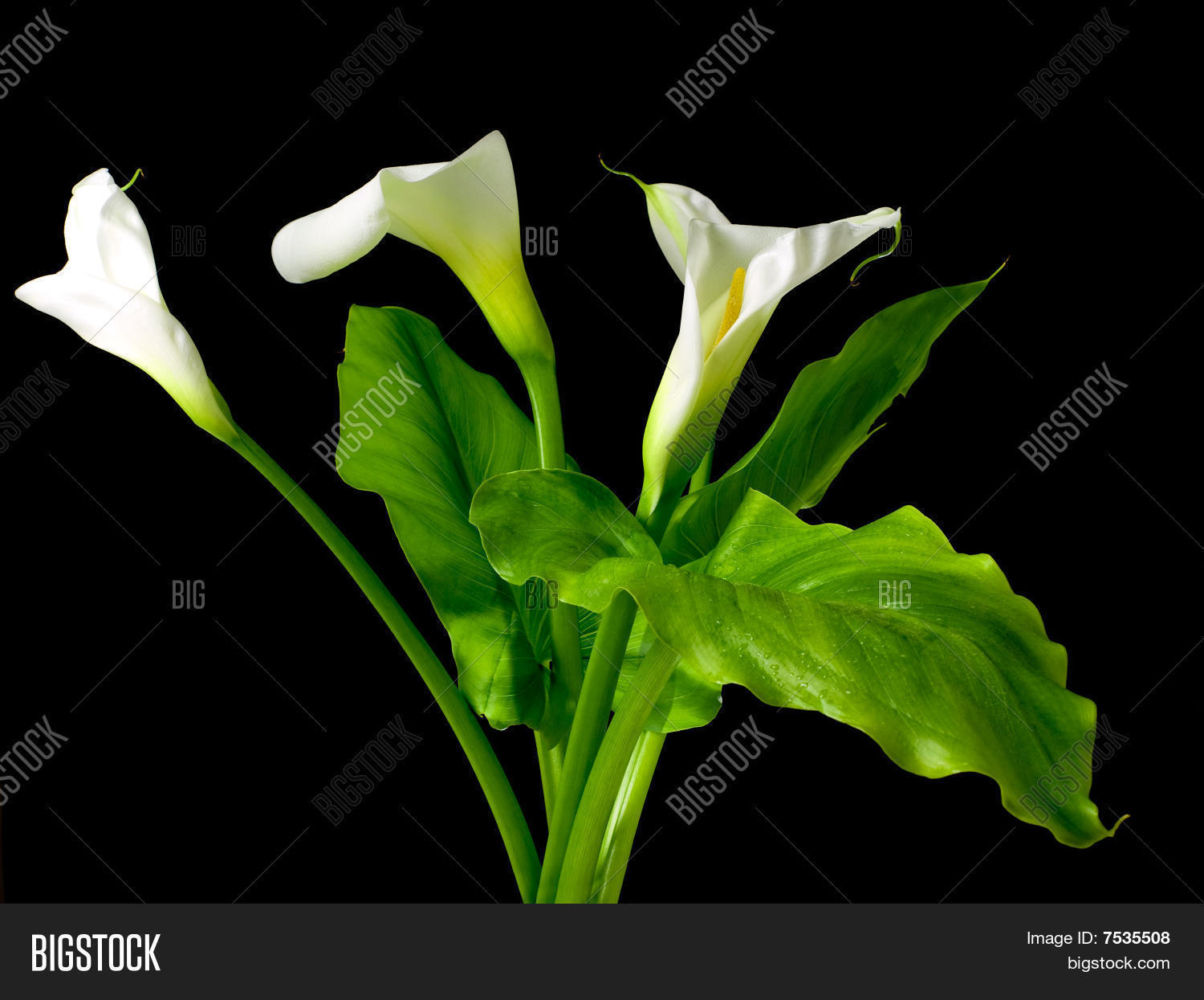 Calla Lilies Image & Photo (Free Trial) | Bigstock