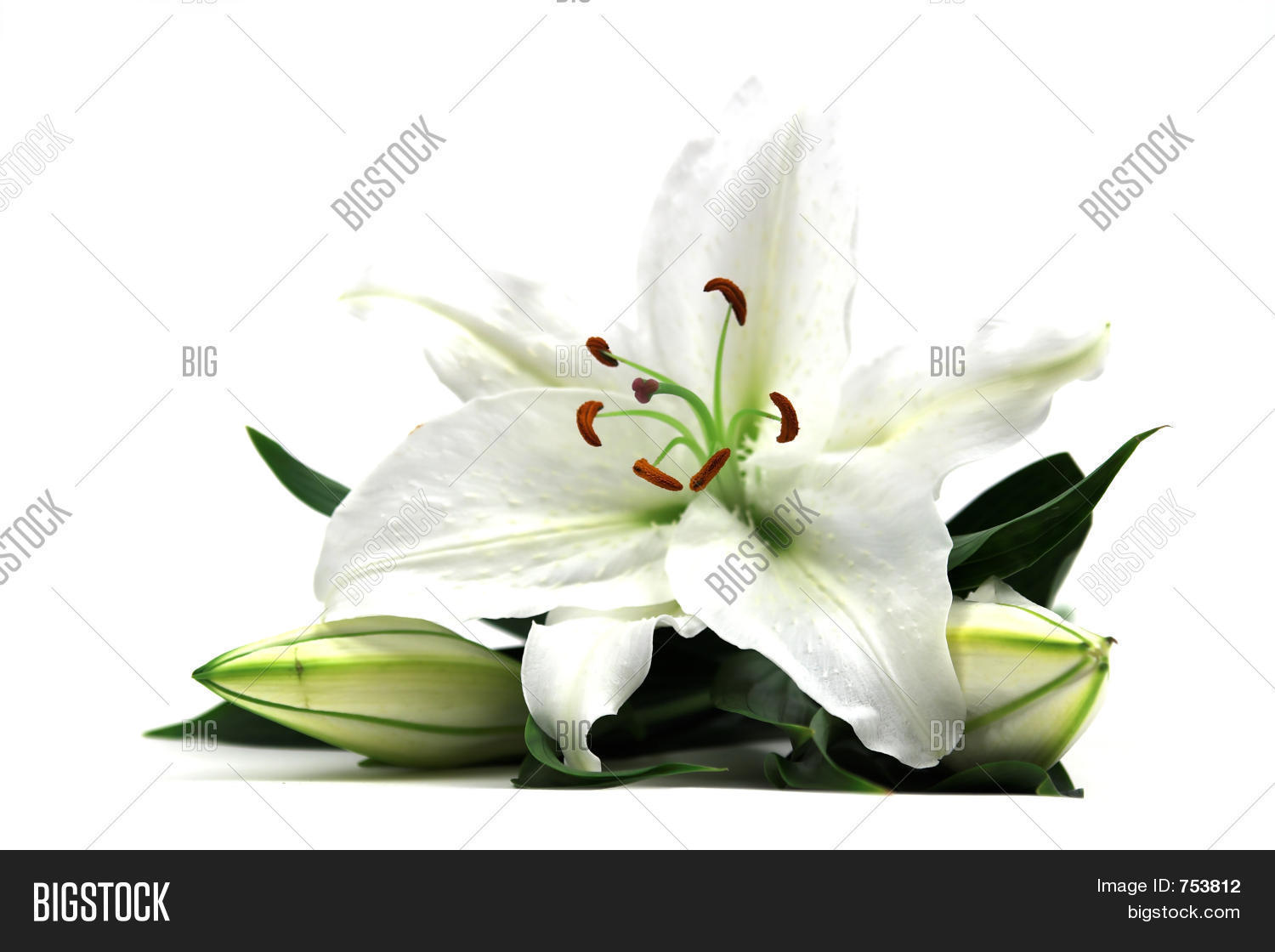 Lilly Wide Image & Photo (Free Trial) | Bigstock