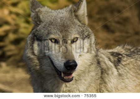 Alpha Wolf Images, Illustrations & Vectors (Free) - Bigstock