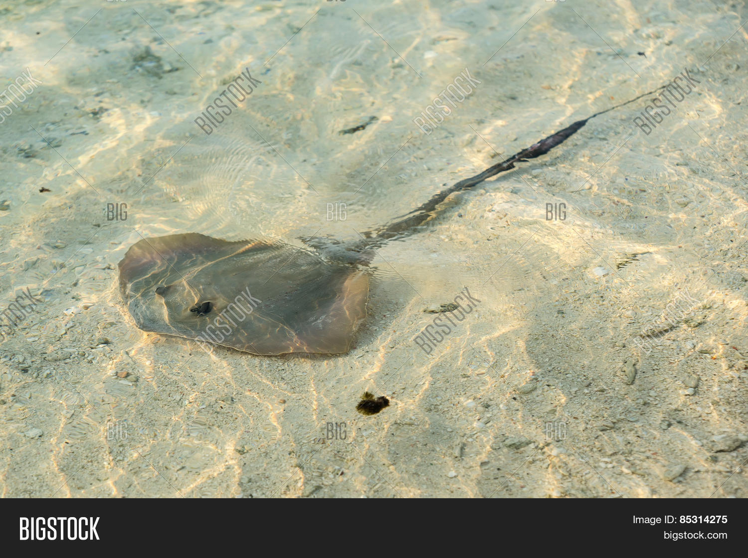 Southern Stingray Image & Photo (Free Trial) | Bigstock
