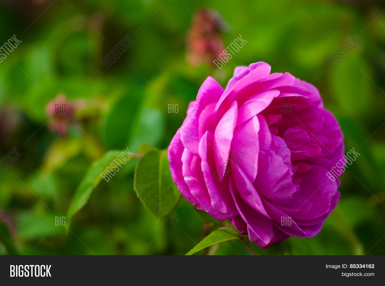 Single Vivid Pink Rose Image & Photo (Free Trial) | Bigstock