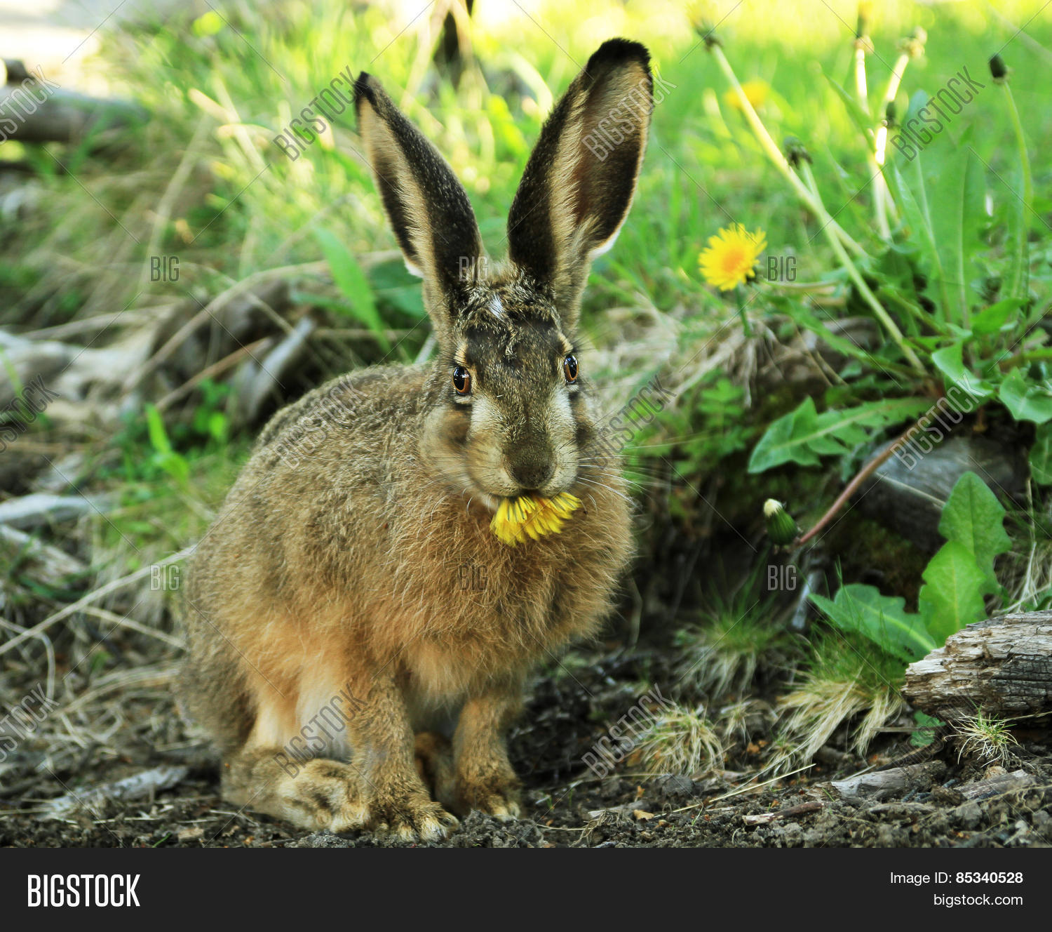 European Hare Eating Image & Photo (Free Trial) | Bigstock