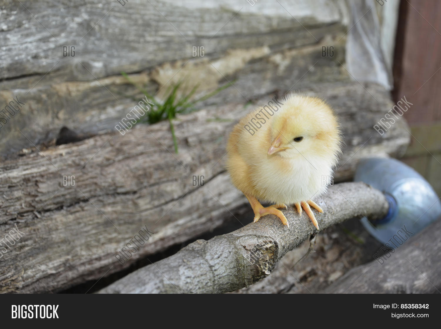 Sitting On Perch Small Image & Photo (Free Trial) | Bigstock