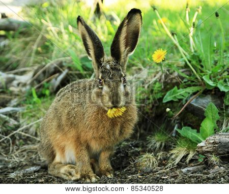 European Hare Eating Image & Photo (Free Trial) | Bigstock