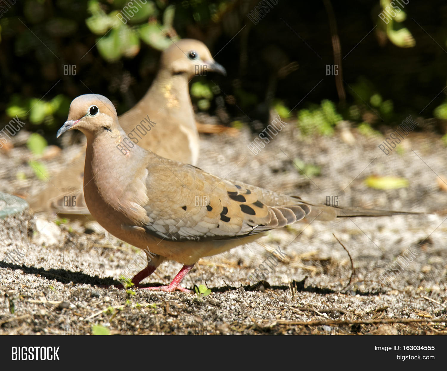 Pair Mourning Doves On Image & Photo (Free Trial) | Bigstock