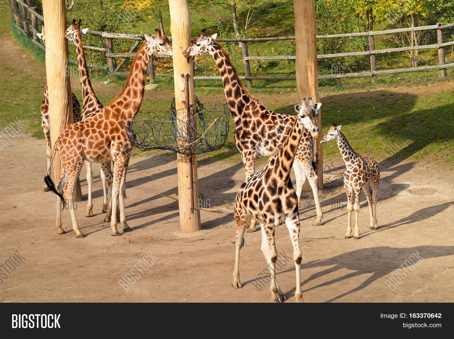 Herd Giraffes Inside Image & Photo (Free Trial) | Bigstock