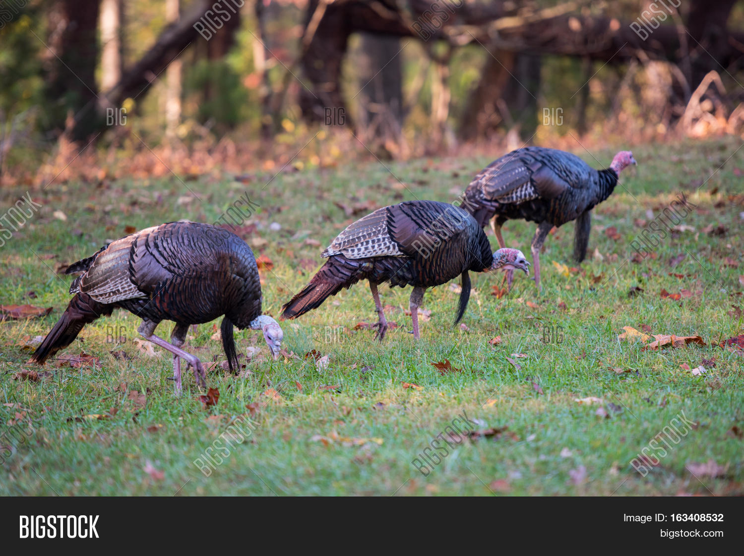 Three Wild Turkeys Image & Photo (Free Trial) | Bigstock