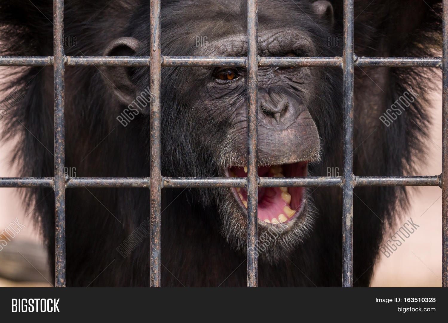 Chimpanzee Behind Bars Image & Photo (Free Trial) | Bigstock