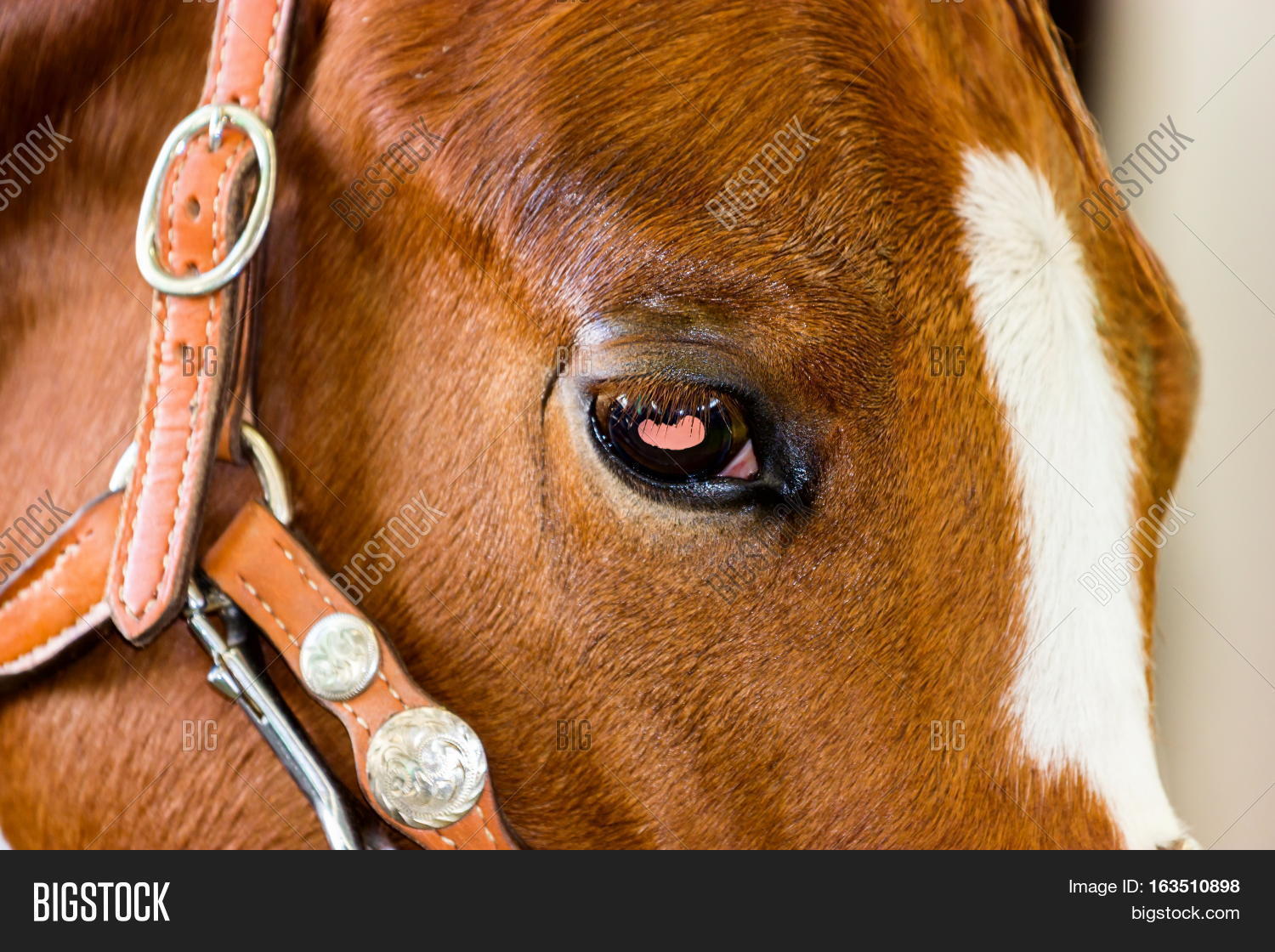 Azteca Horse Breed Image & Photo (Free Trial) | Bigstock