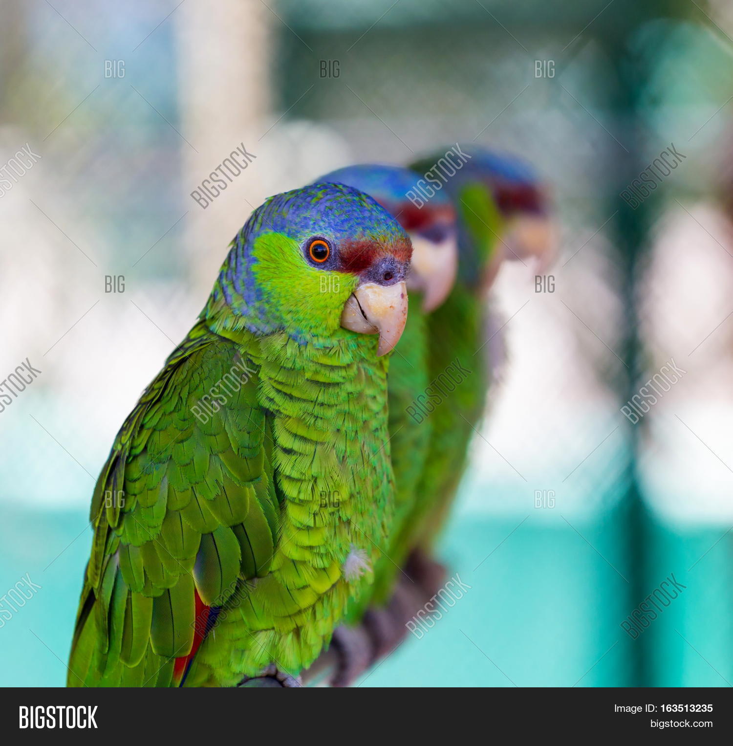 Lilac-crowned Amazon Image & Photo (Free Trial) | Bigstock