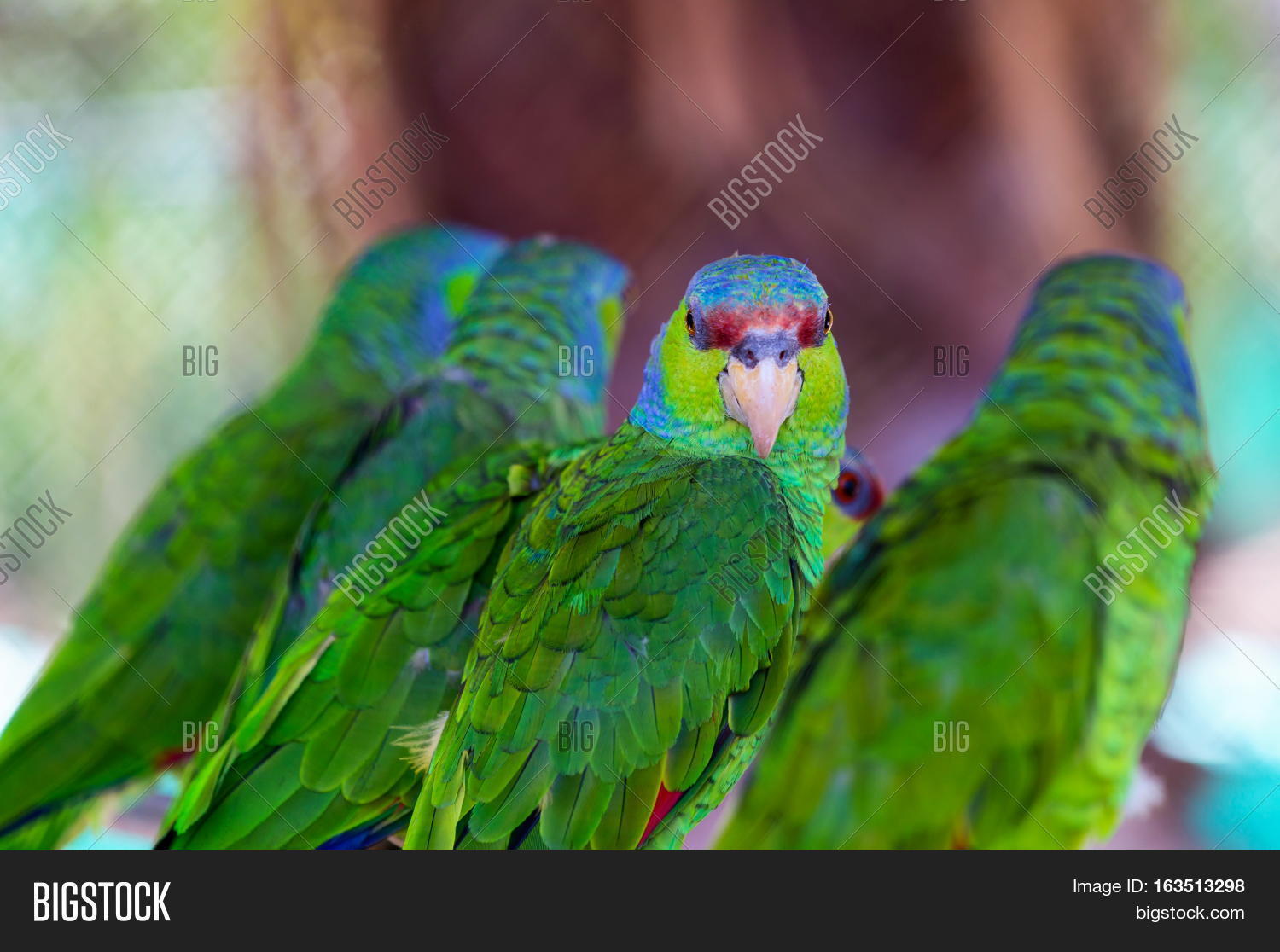 Lilac-crowned Amazon Image & Photo (Free Trial) | Bigstock